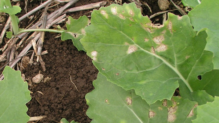 Blackleg | Crop Science US
