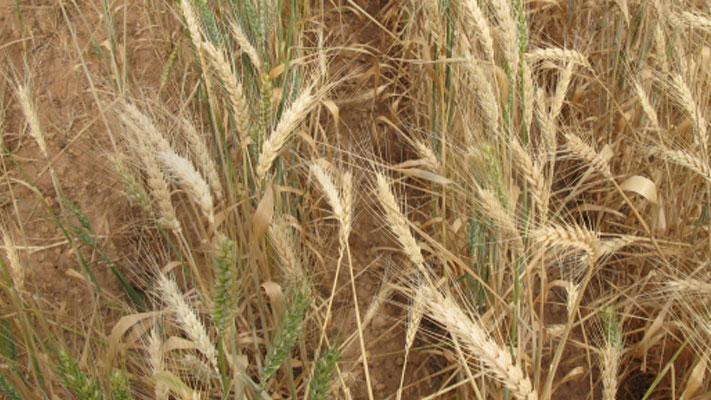 Crown rot | Crop Science US