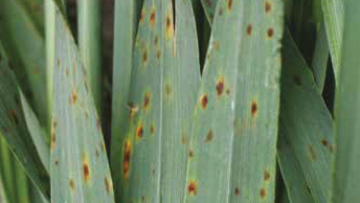 Spot form net blotch | Crop Science US