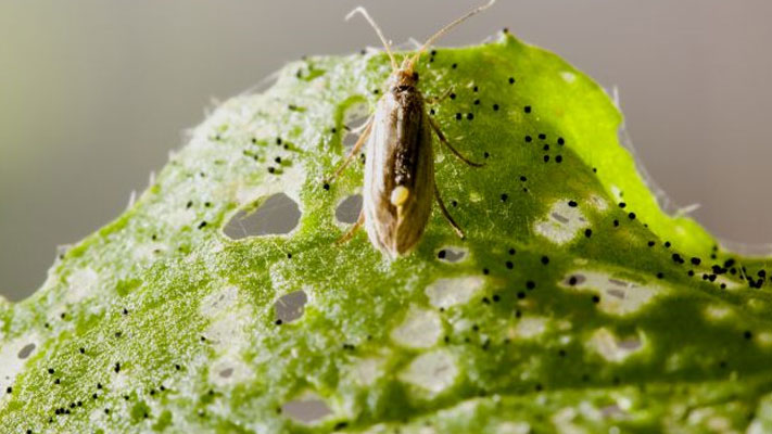 Diamondback Moth | Crop Science US