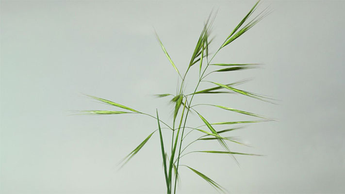 Brome grass / great brome | Crop Science US