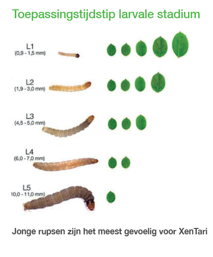 Rupsen bestrijden met XenTari | Bayer