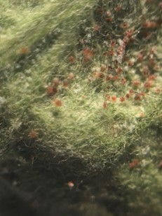 Aandacht voor spintbestrijding in appel en peer | Bayer