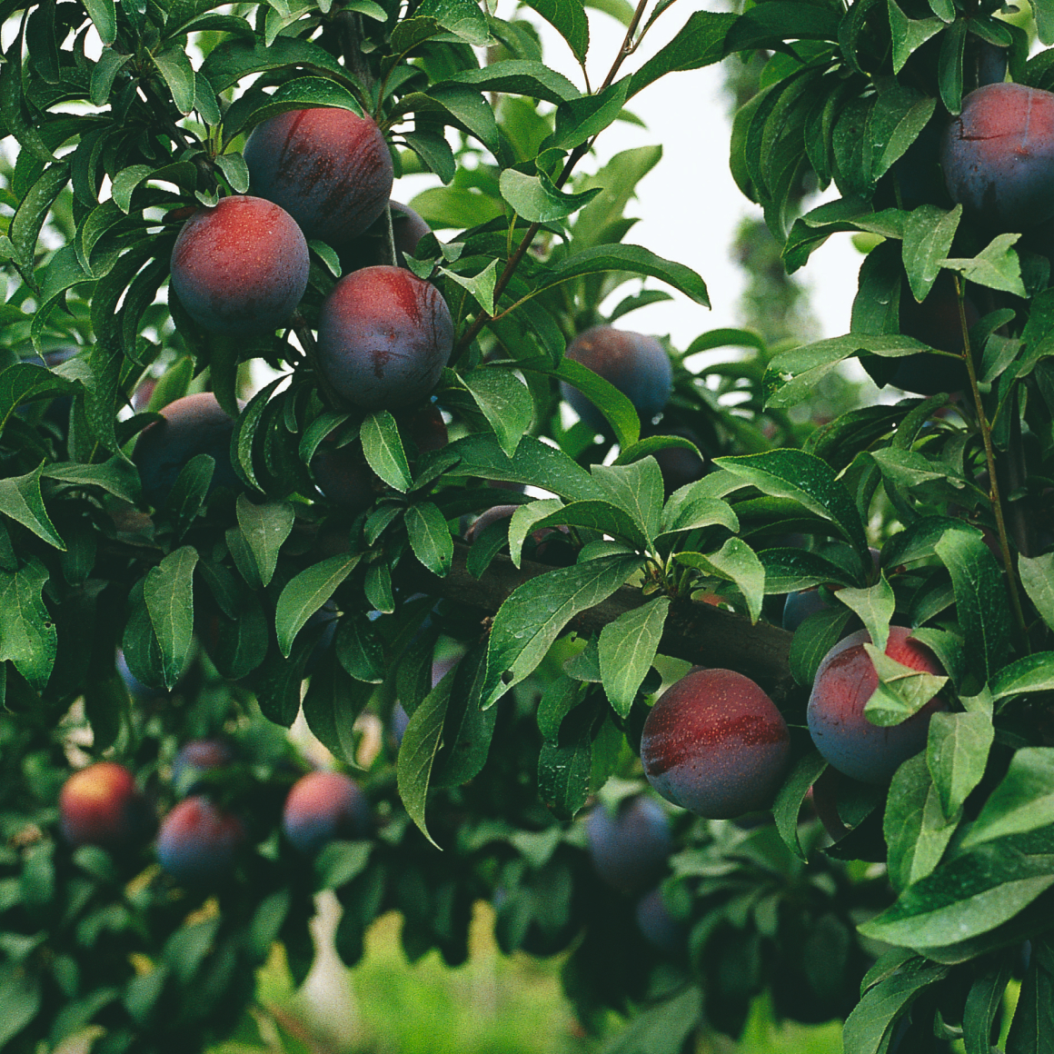 Estrategia Bayer Frutales - Bayer Crop Science | Bayer