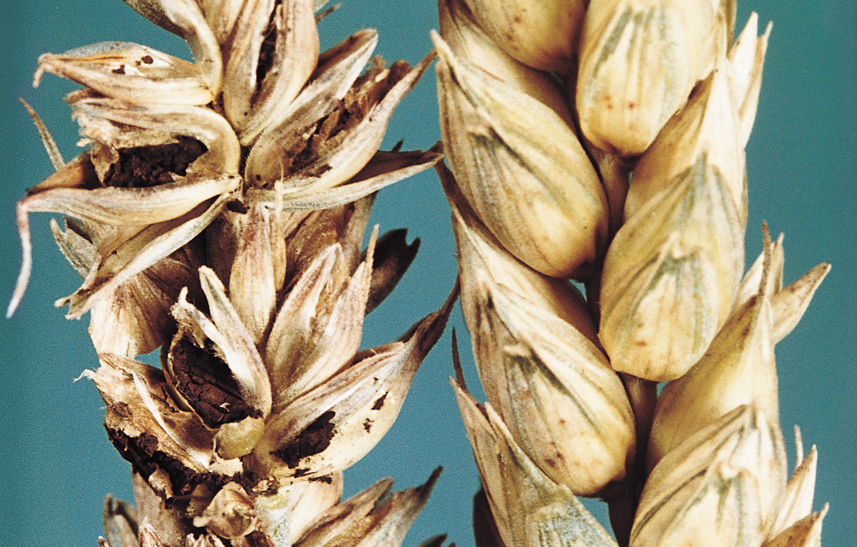 Tilletia spp. - Malura comuna - Bayer Crop Science Romania | Bayer