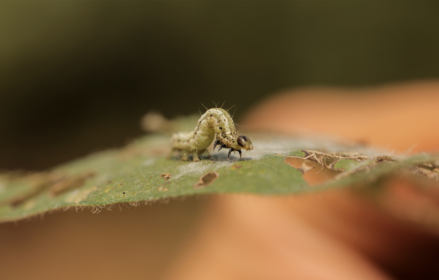 Helicoverpa armigera - Omida fructelor- Bayer Crop Science Romania ...