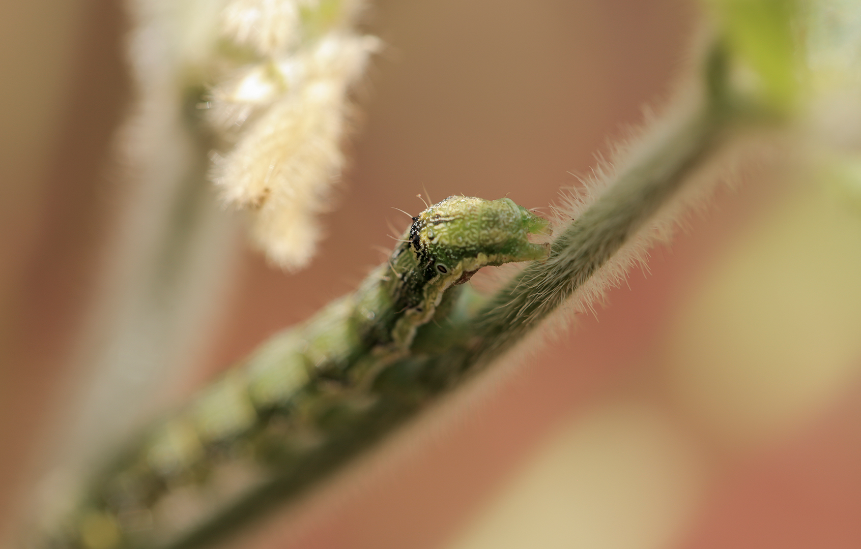 Helicoverpa armigera - Omida fructelor- Bayer Crop Science Romania ...