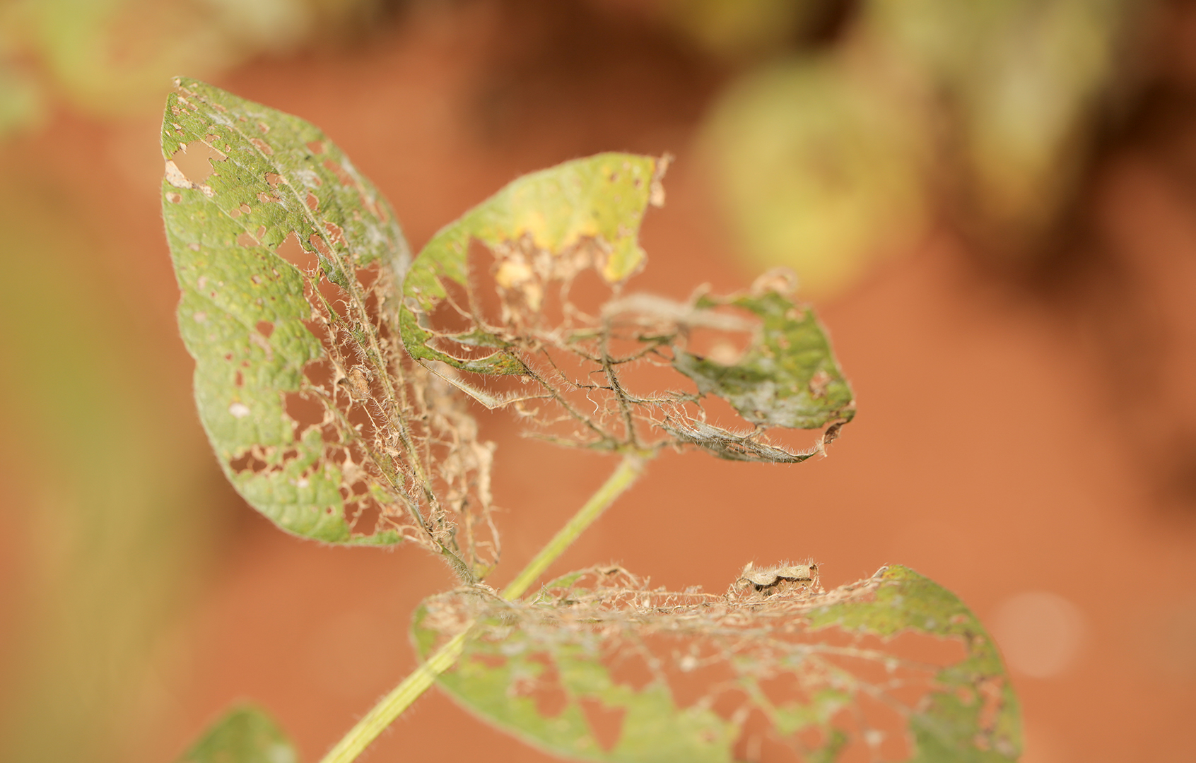 Helicoverpa armigera - Omida fructelor- Bayer Crop Science Romania ...