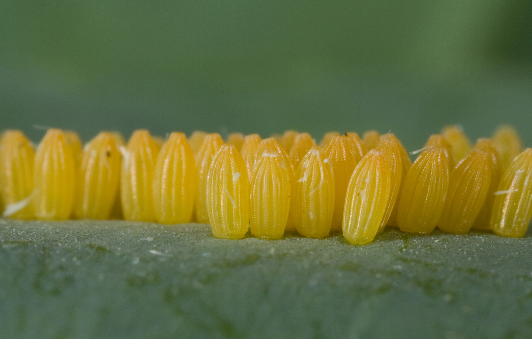 Pieris brassicae - Fluturele alb al verzei - Bayer Crop Science Romania ...