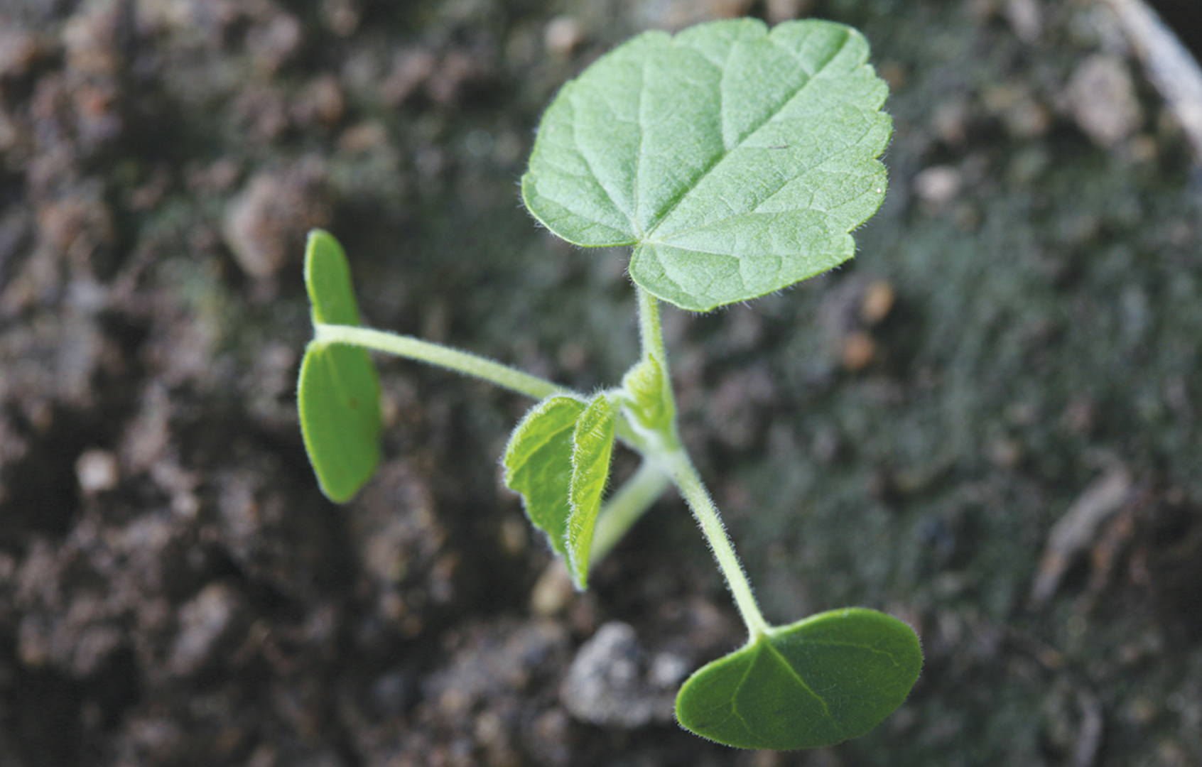 Abutilon theophrasti - Teisor - Bayer Crop Science Romania | Bayer