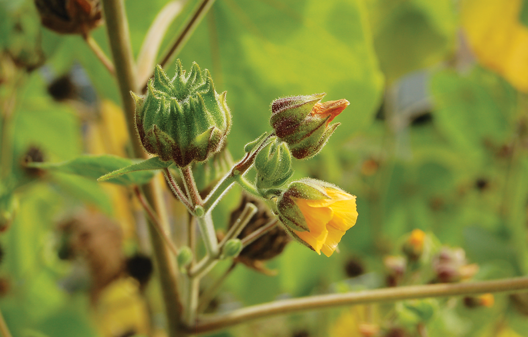 Abutilon theophrasti - Teisor - Bayer Crop Science Romania | Bayer