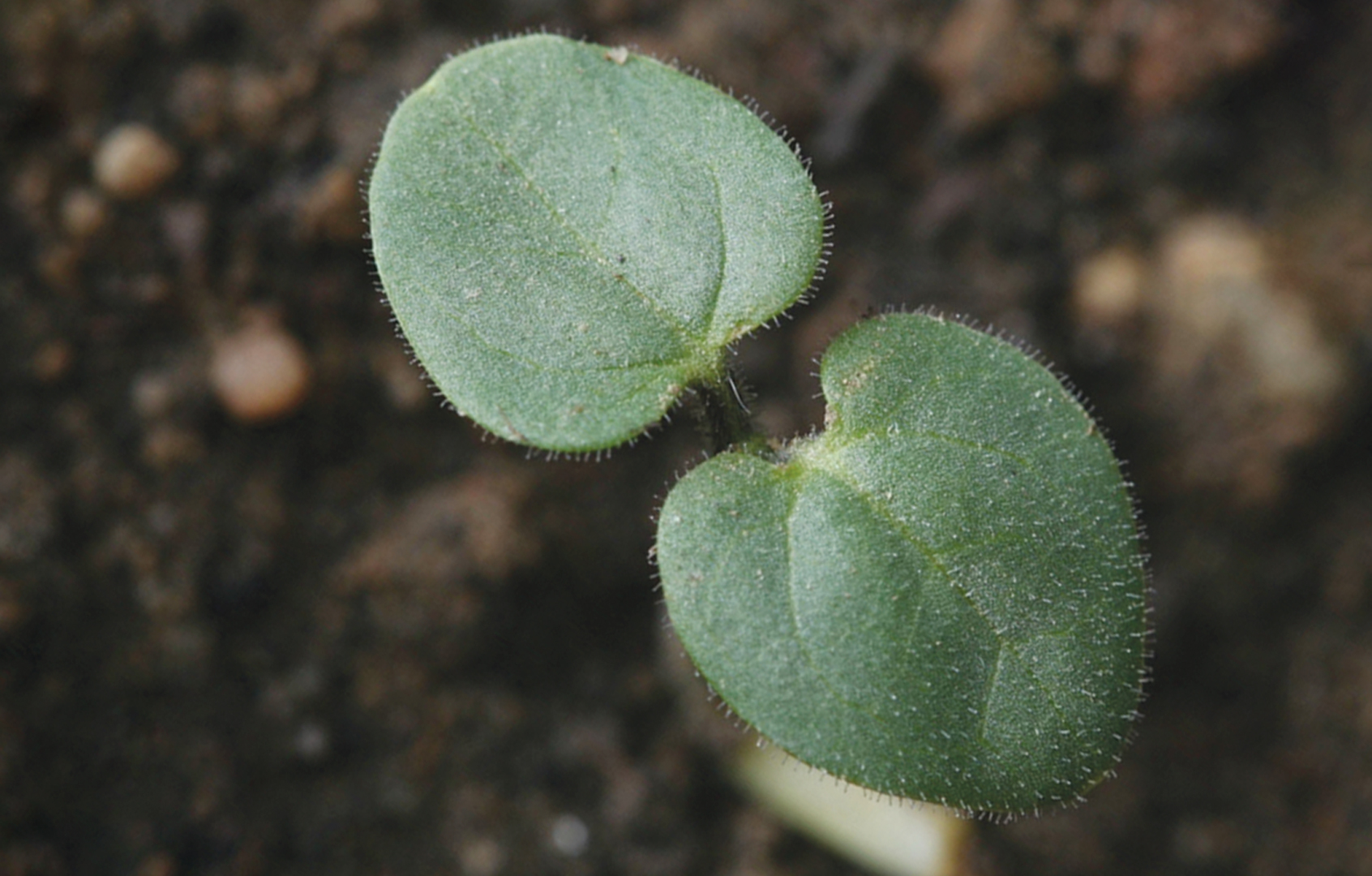 Abutilon theophrasti - Teisor - Bayer Crop Science Romania | Bayer