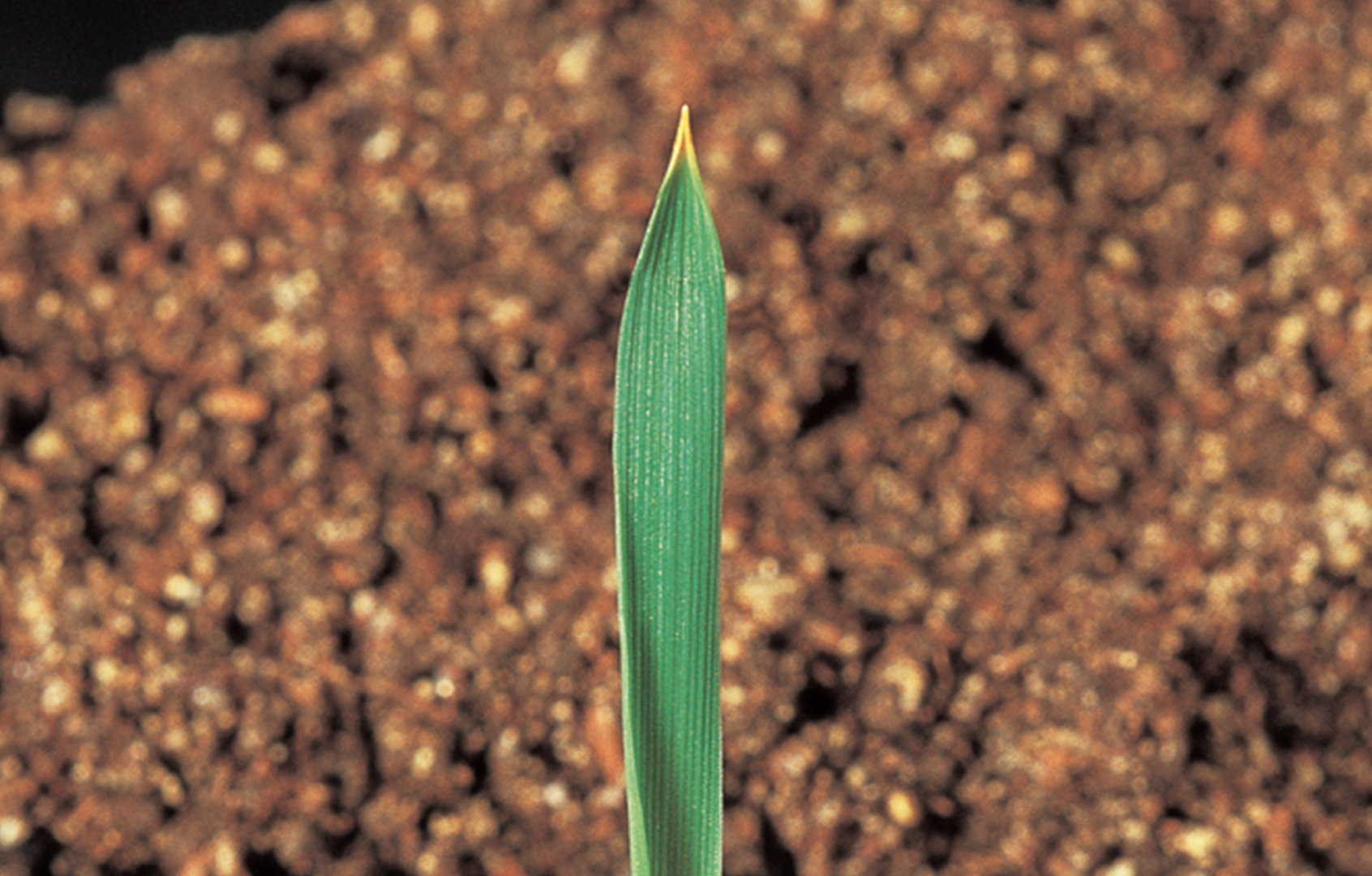 Agropyron repens - Pir tarator - Bayer Crop Science Romania - Bayer ...