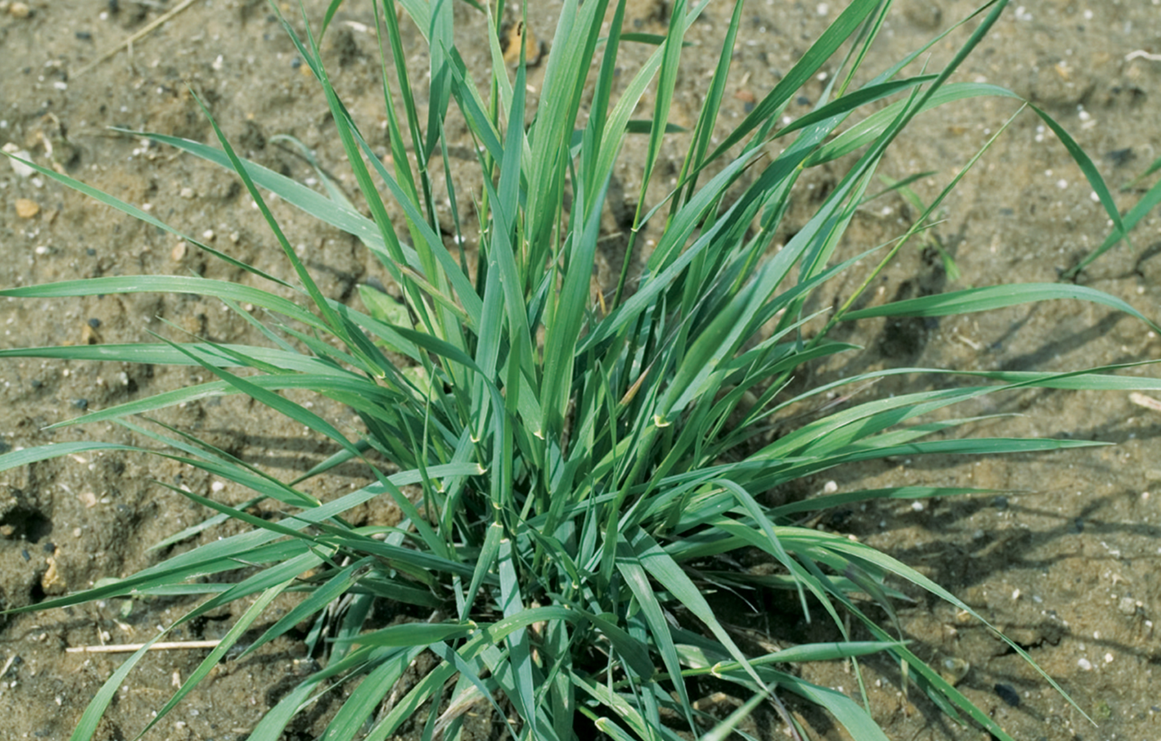 Agropyron repens - Pir tarator - Bayer Crop Science Romania - Bayer ...