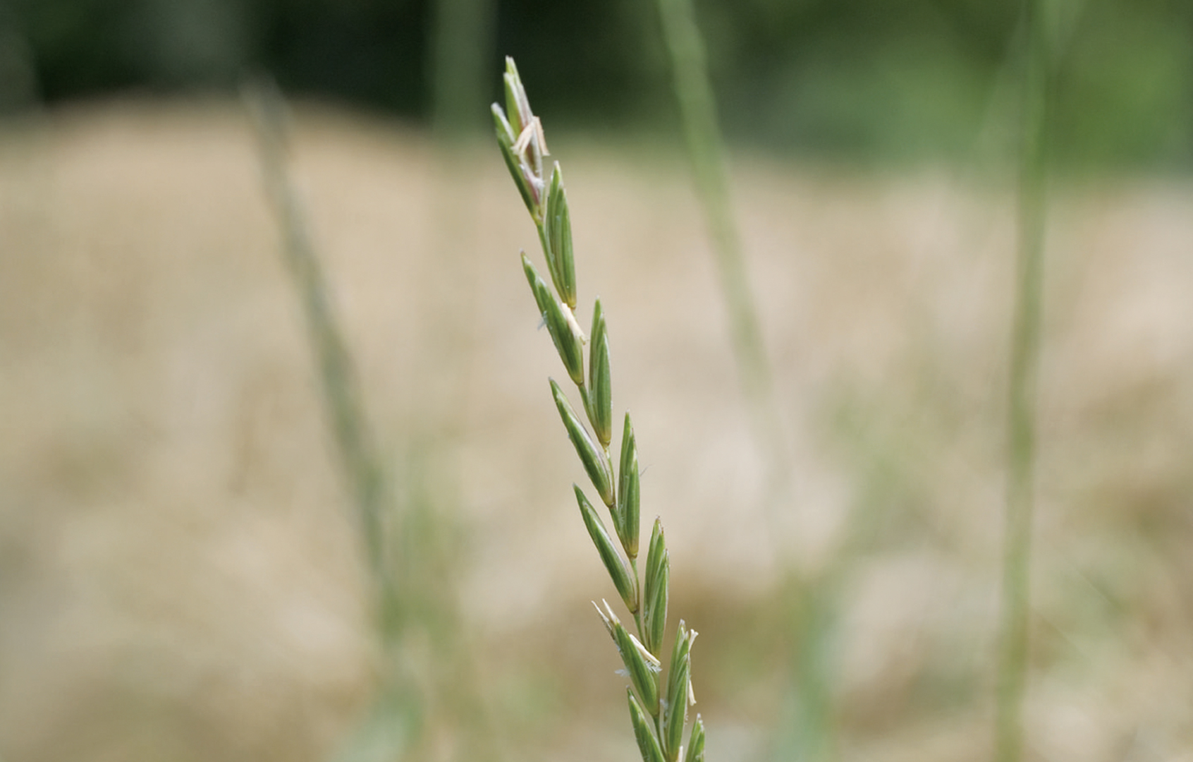 Agropyron repens - Pir tarator - Bayer Crop Science Romania - Bayer ...