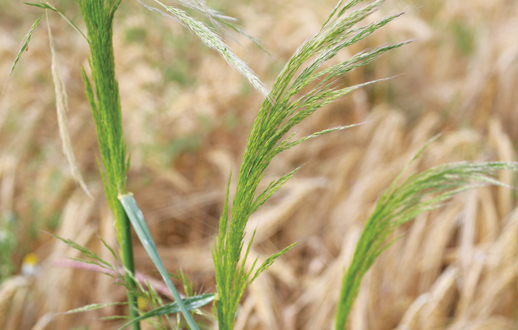 Apera spica-venti - arba vantului - Bayer Crop Science Romania - Bayer ...