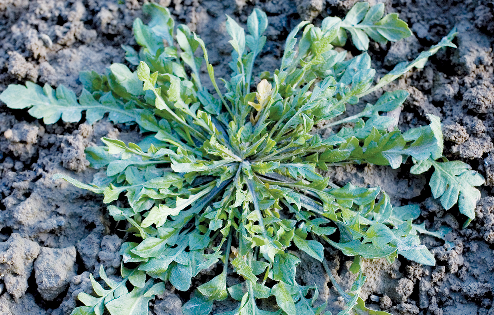 Capsella bursa-pastoris - Traista ciobanului - Bayer Crop Science ...