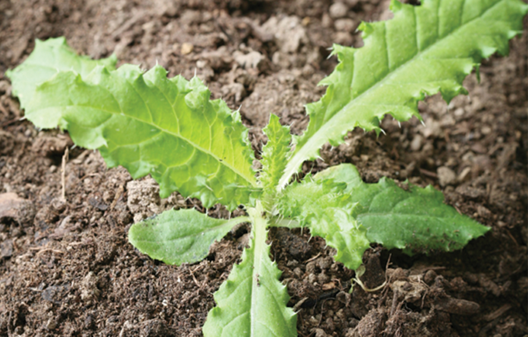 Cirsium arvense - Palamida - Bayer Crop Science Romania - Bayer Crop ...