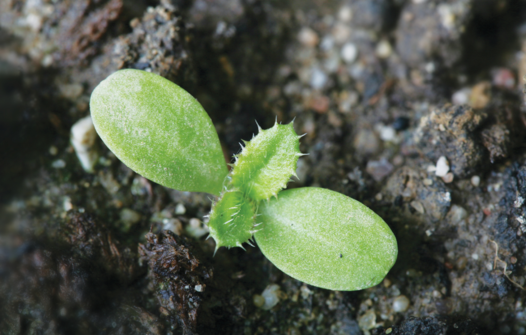 Cirsium arvense - Palamida - Bayer Crop Science Romania - Bayer Crop ...
