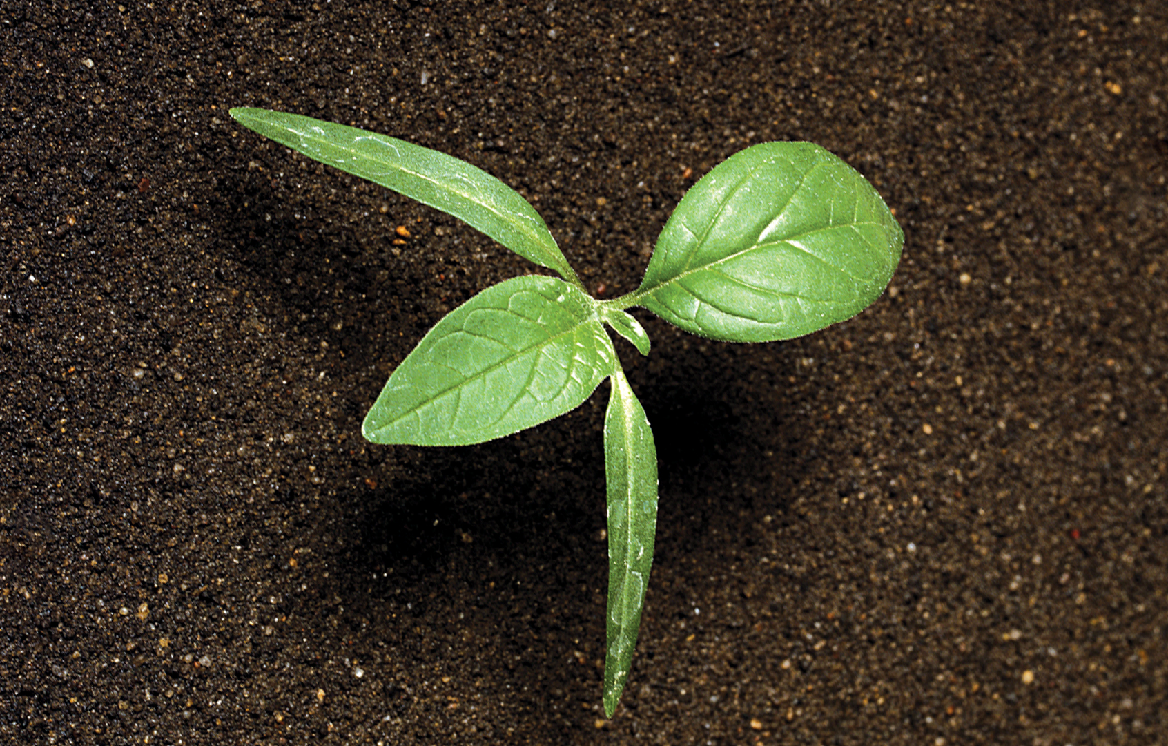 Datura stramonium - Ciumafaie - Bayer Crop Science Romania - Bayer Crop ...