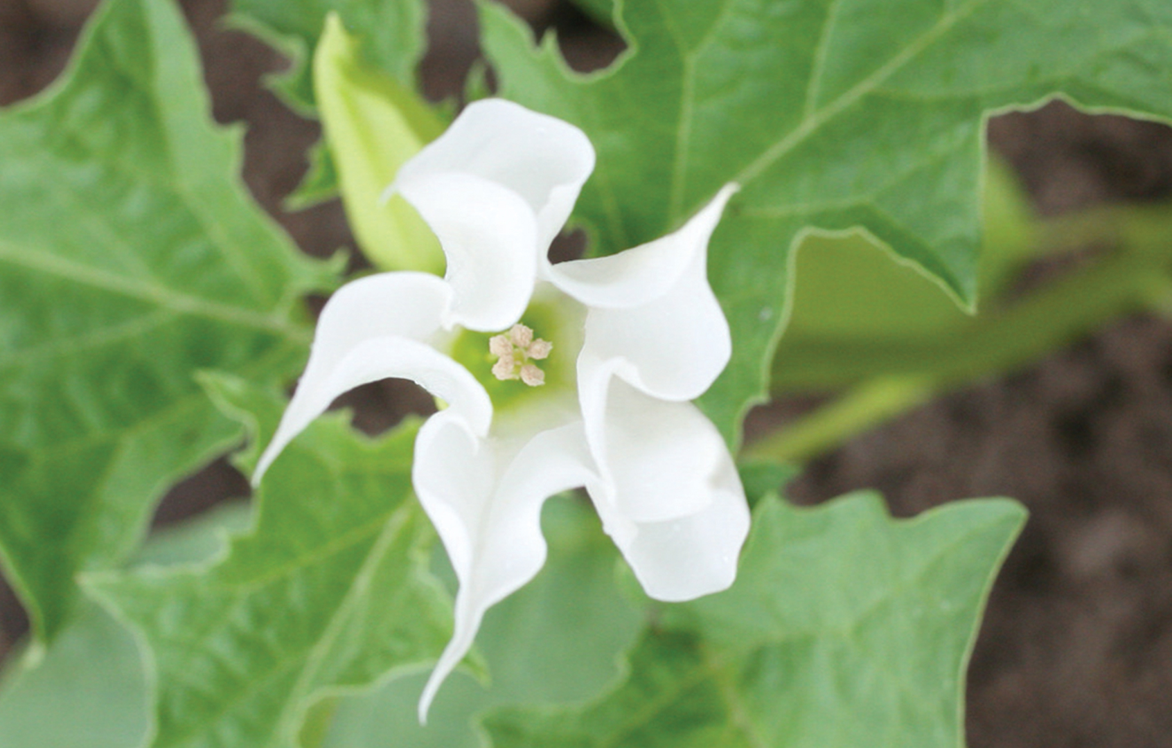 Datura stramonium - Ciumafaie - Bayer Crop Science Romania - Bayer Crop ...