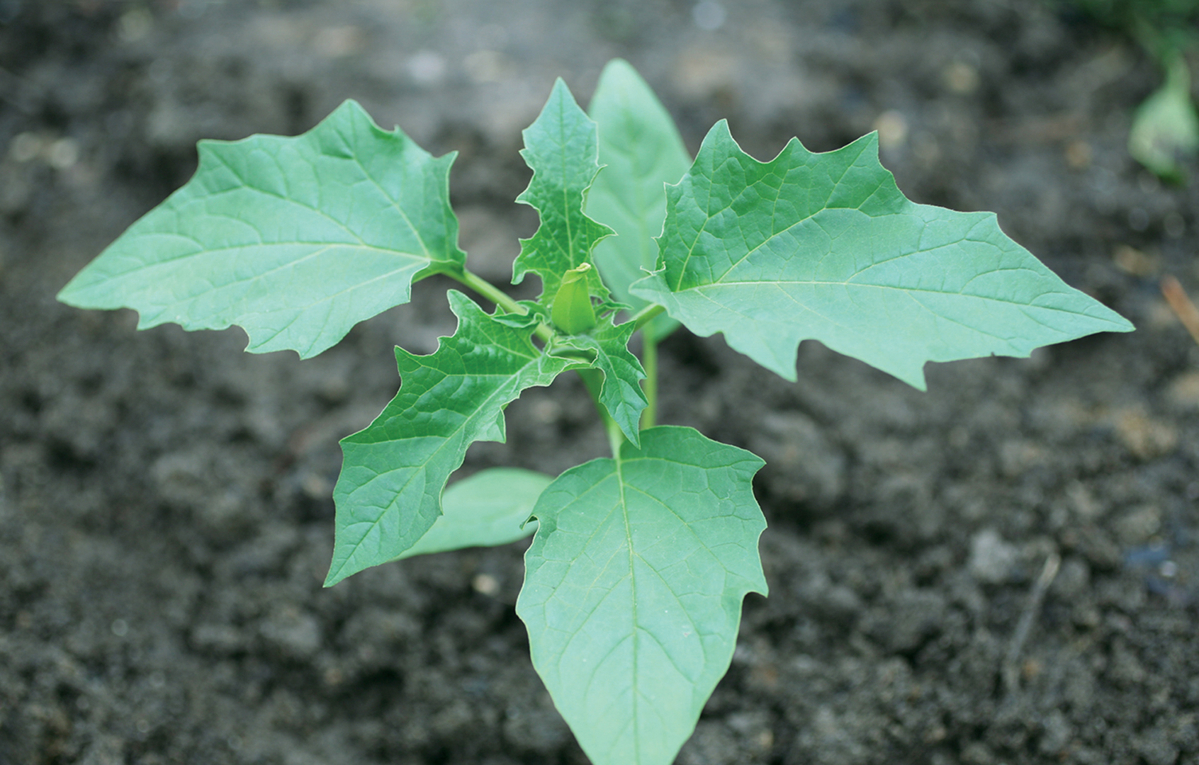 Datura stramonium - Ciumafaie - Bayer Crop Science Romania - Bayer Crop ...
