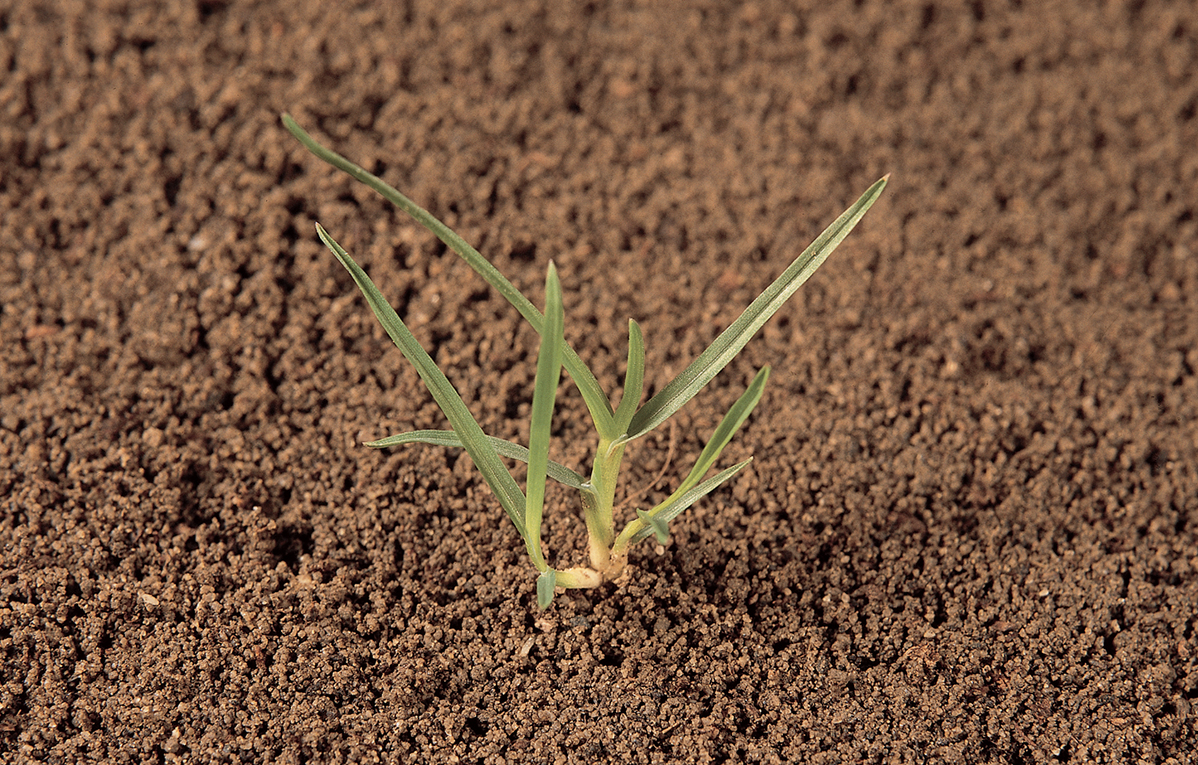 Poa annua - Hirusor - Bayer Crop Science Romania - Bayer Crop Science ...