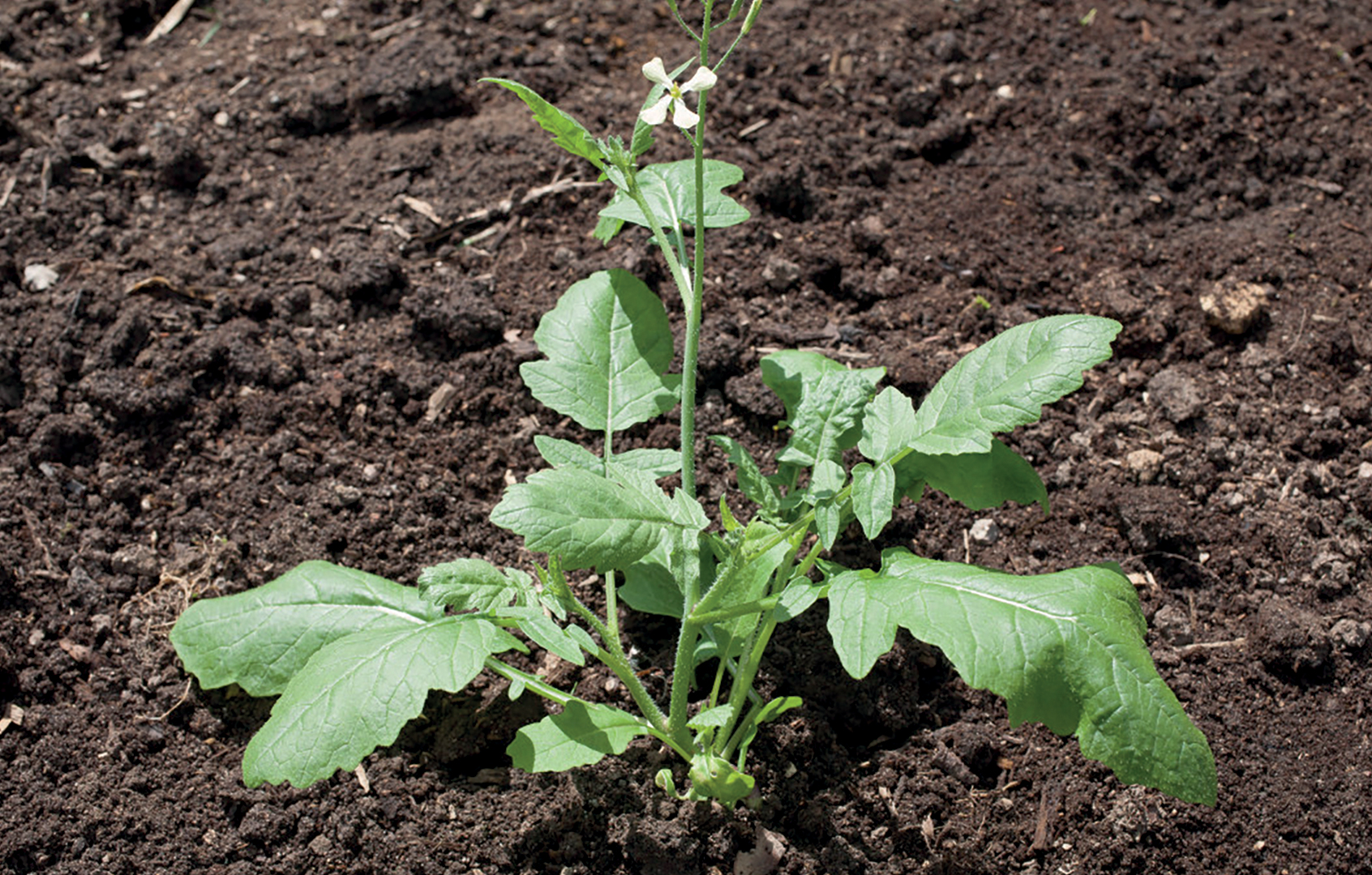 Raphanus raphanistrum - Ridiche salbatica - Bayer Crop Science Romania ...