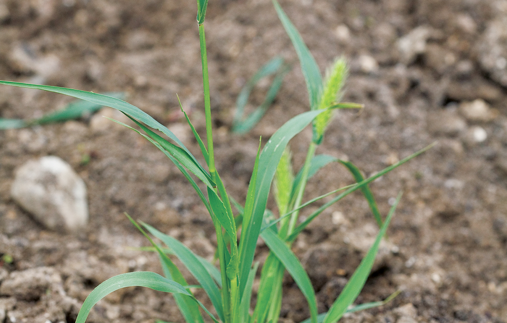 Setaria viridis - Mohor verde - Bayer Crop Science Romania - Bayer Crop ...