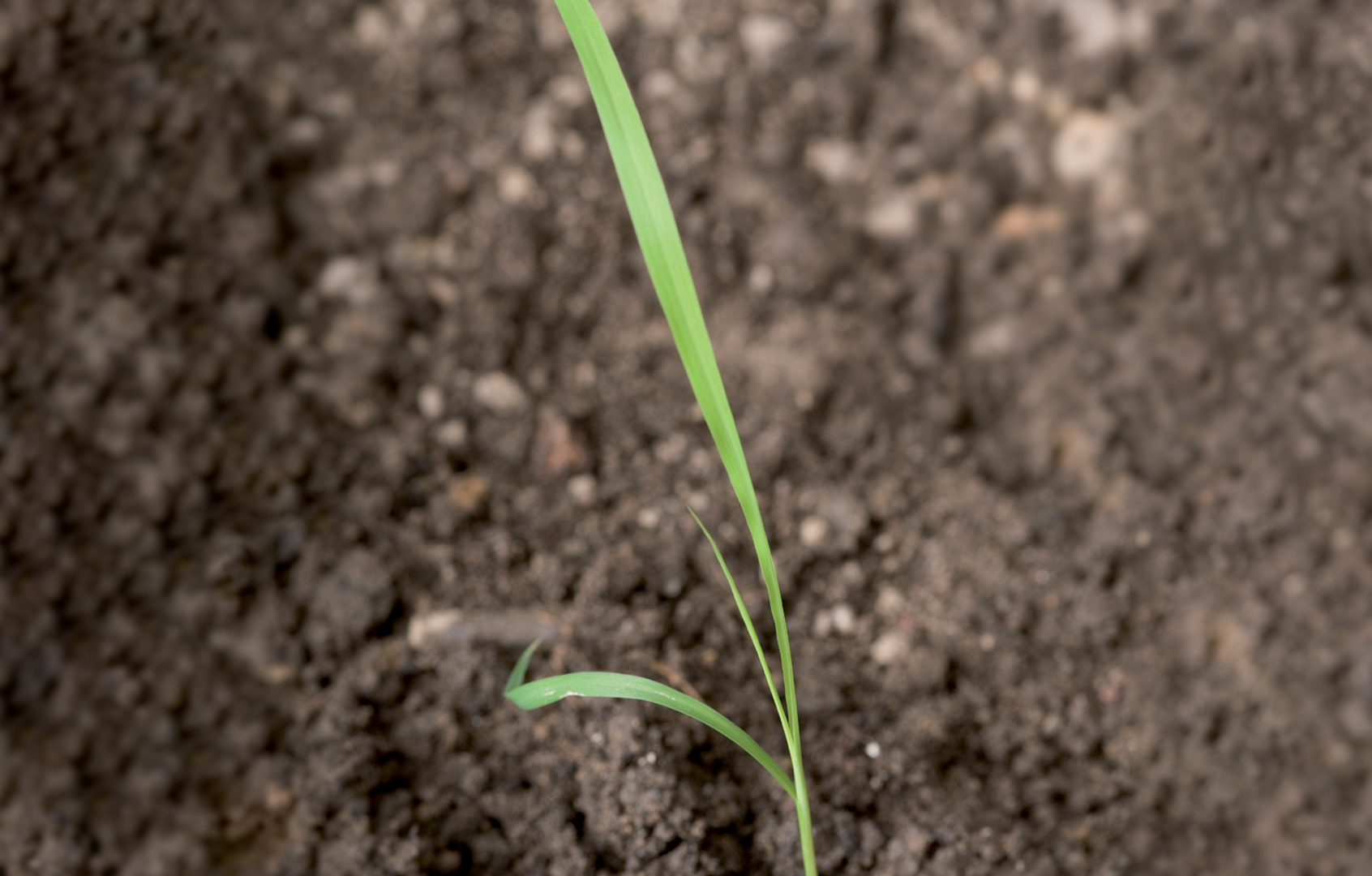 Sorghum halepense - Costrei | Bayer