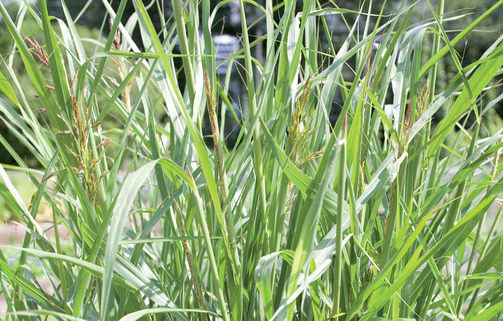 Sorghum halepense - Costrei | Bayer