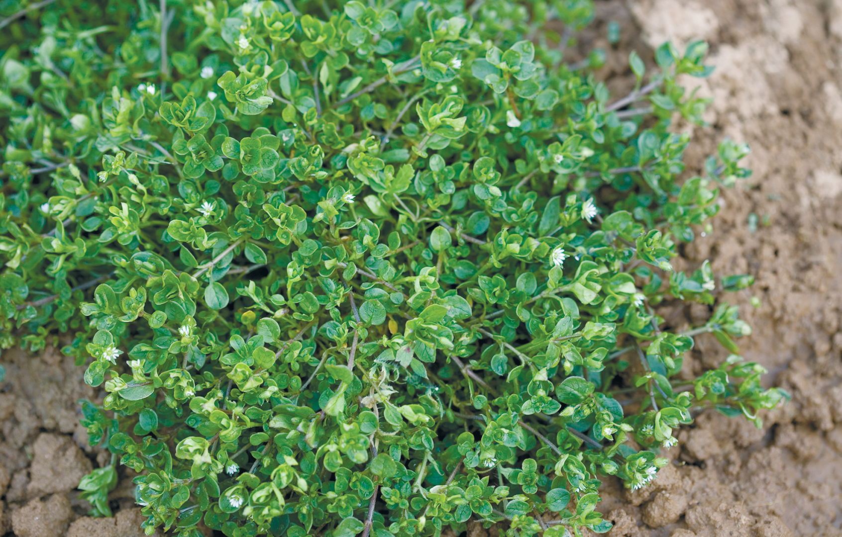 Stellaria media - Rocoina - Bayer Crop Science Romania | Bayer