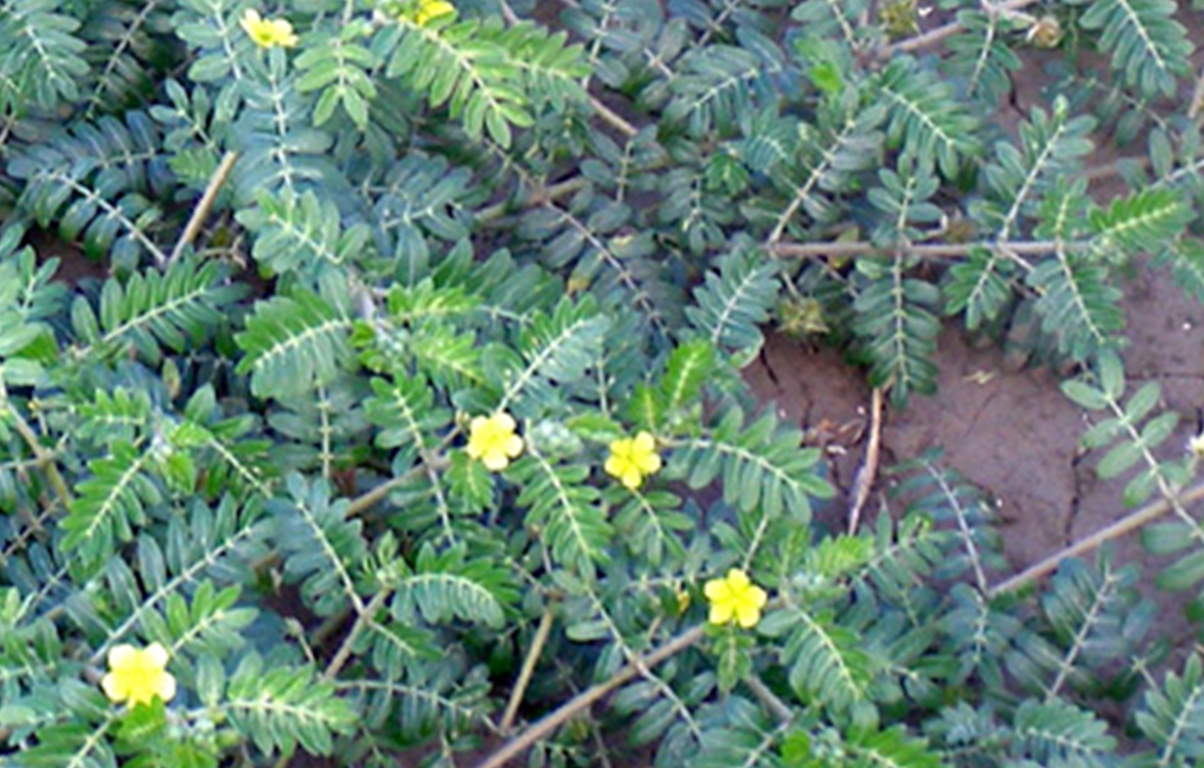 Tribulus terrestris - Coltii babei - Bayer Crop Science Romania | Bayer