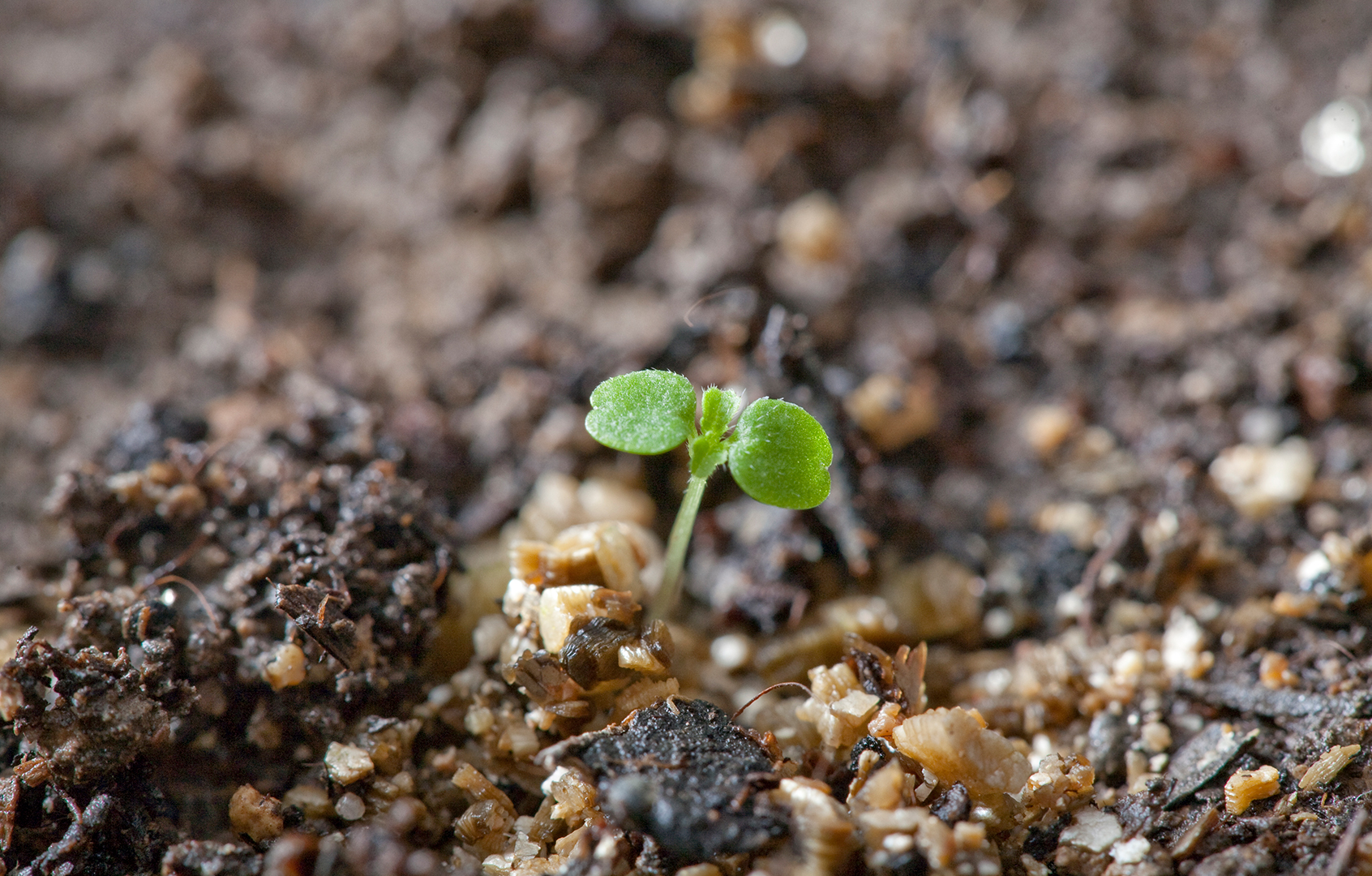 Tussilago farfara - Podbal - Bayer Crop Science Romania | Bayer