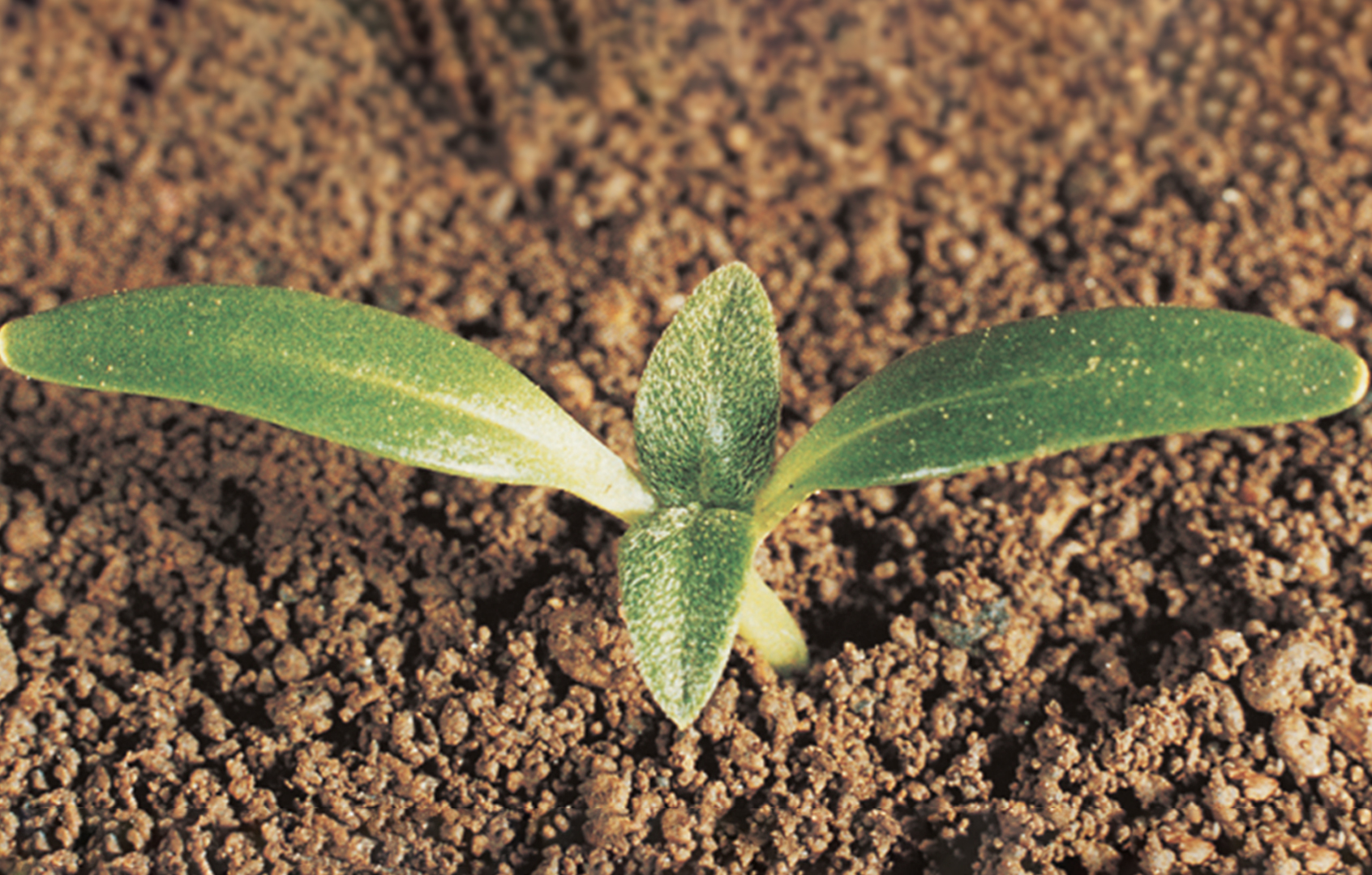 Xantium strumarium - Cornuti - Bayer Crop Science Romania - Bayer Crop ...