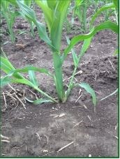 Tillers in Corn | Bayer Crop Science Canada