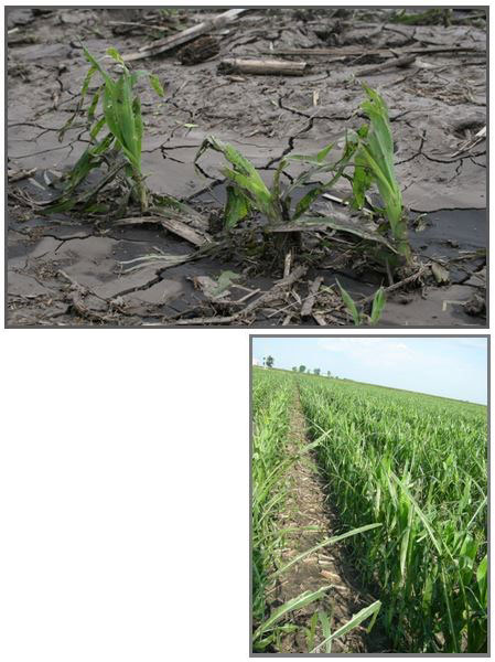 Hail Damage to Young Corn | Bayer Crop Science Canada