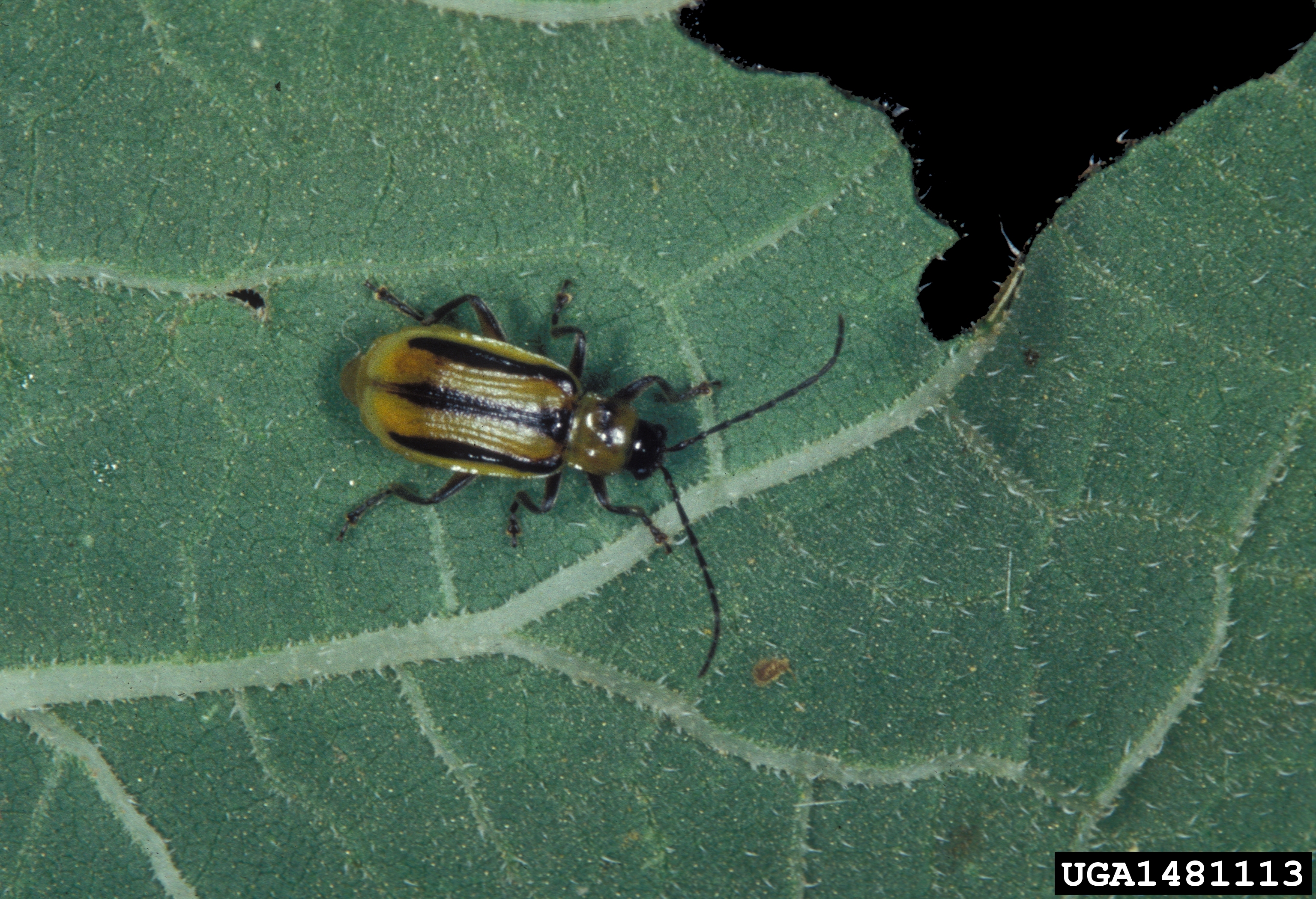 Adult Corn Rootworm Beetle Scouting and Management | Bayer Crop Science ...