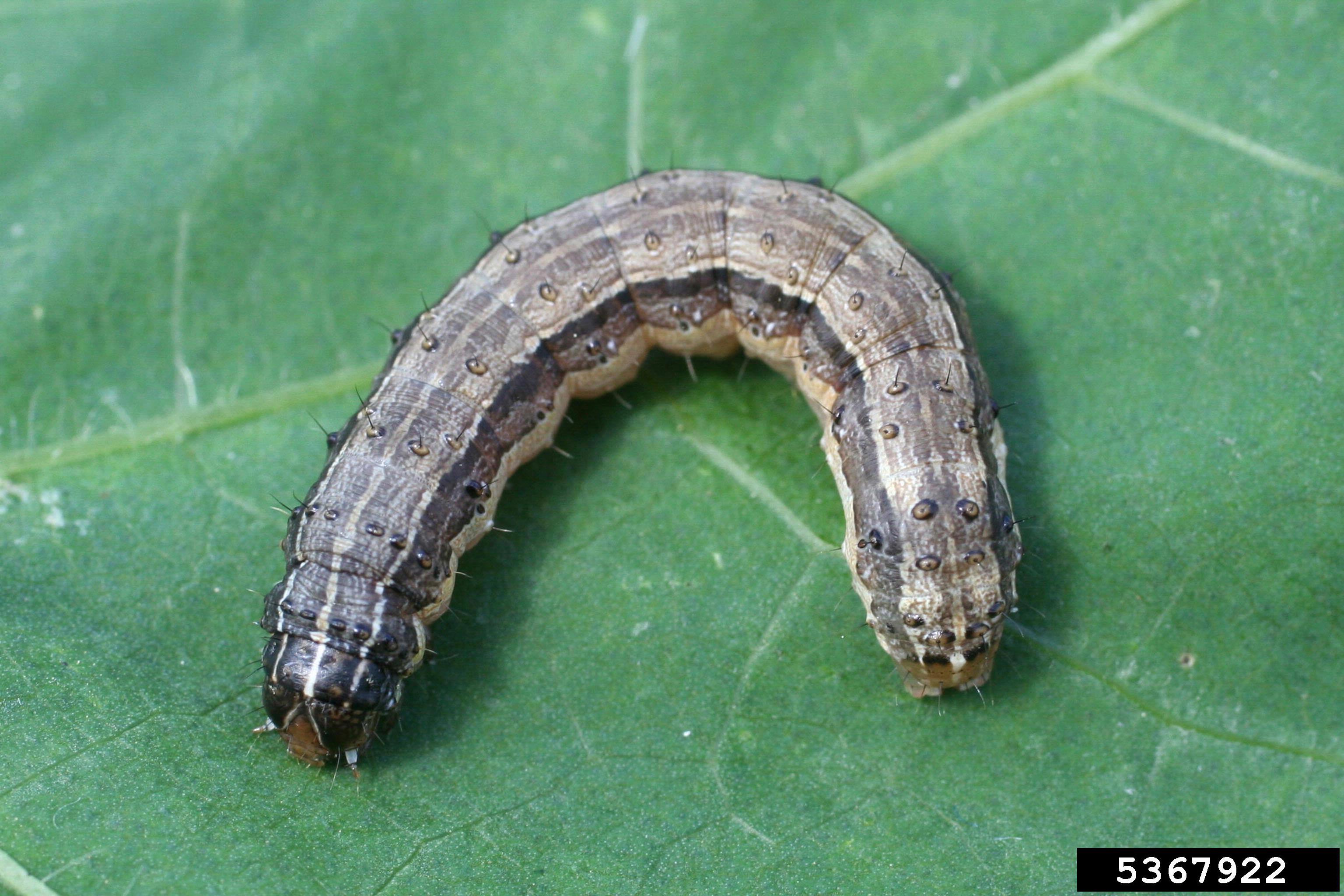 armyworm identification key