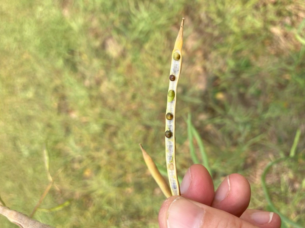 Seed Sprouting in Canola Pods | Bayer Crop Science Canada
