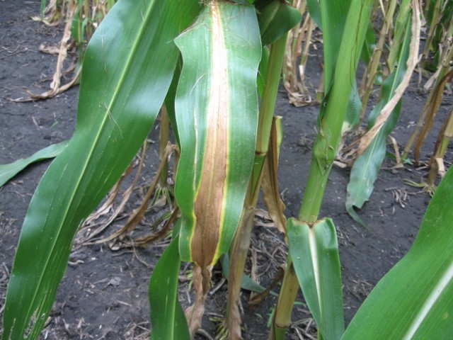 Benefits of Nitrogen for Corn Production | Bayer Crop Science Canada