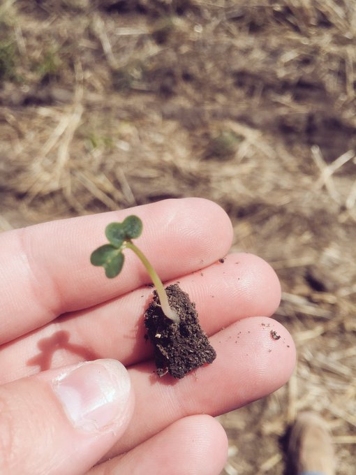 Canola Seeding Depth Considerations | Bayer Crop Science Canada