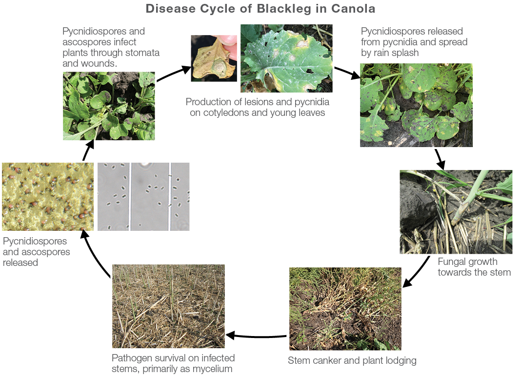 Managing Blackleg in Canola | Bayer Crop Science Canada