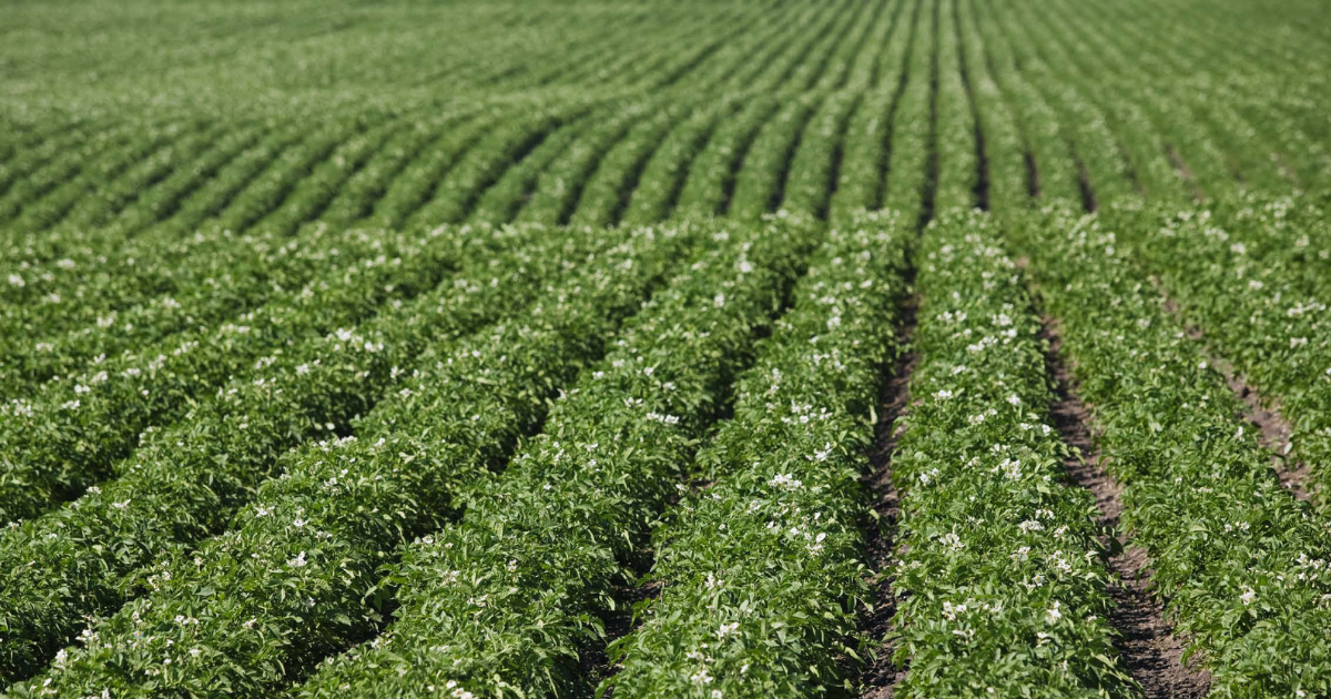 Alberta’s steady rise to potato powerhouse | Bayer Crop Science Canada