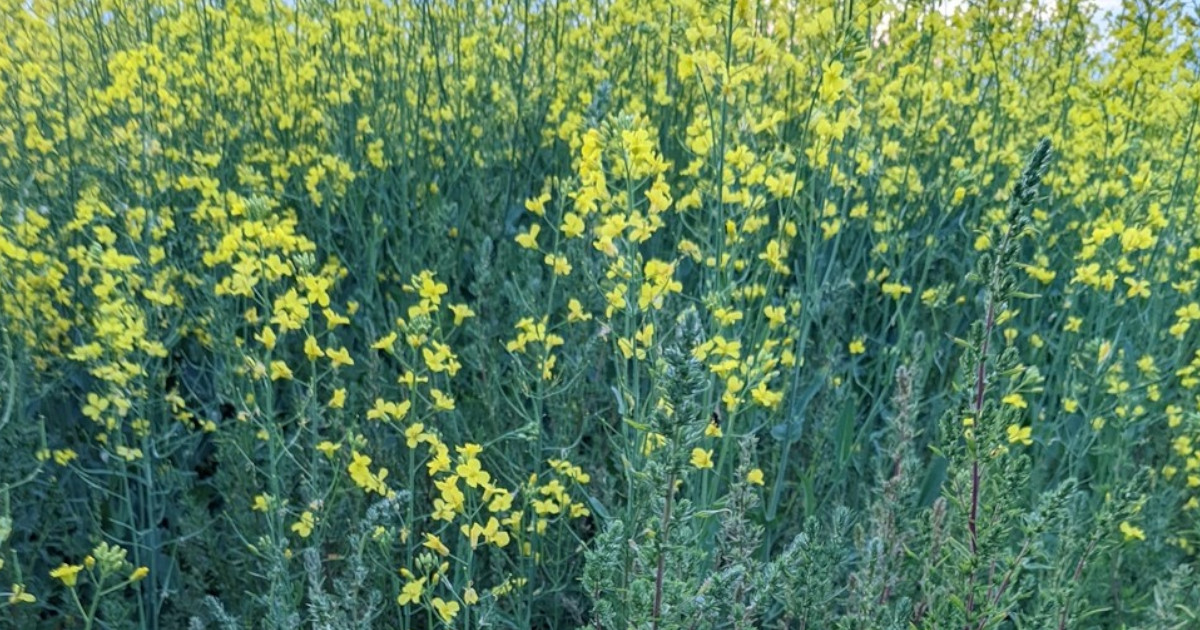 Best Post-Harvest Weed Control Strategies for Canola | Bayer Crop ...