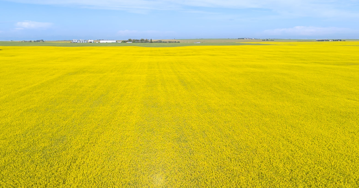 High-Yield Canola Starts with DEKALB | Farmer Insights & Trials | Bayer ...
