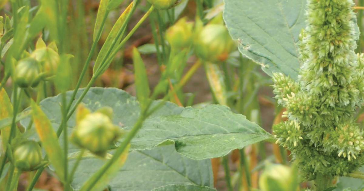 Weed Management in a Changing Climate: Strategies for Canadian Farmers ...