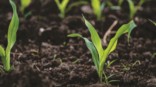 Tips to help corn growers fight disease and boost yield | Bayer Crop ...