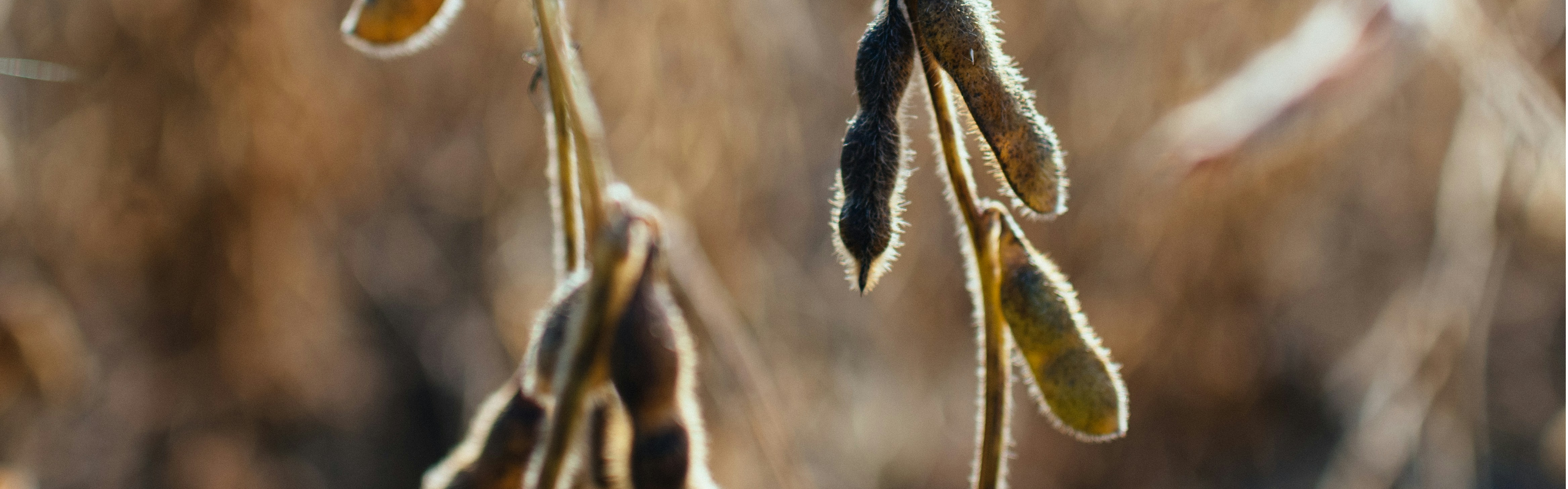 Roundup Ready 2 Yield Soybeans | Bayer Crop Science Canada