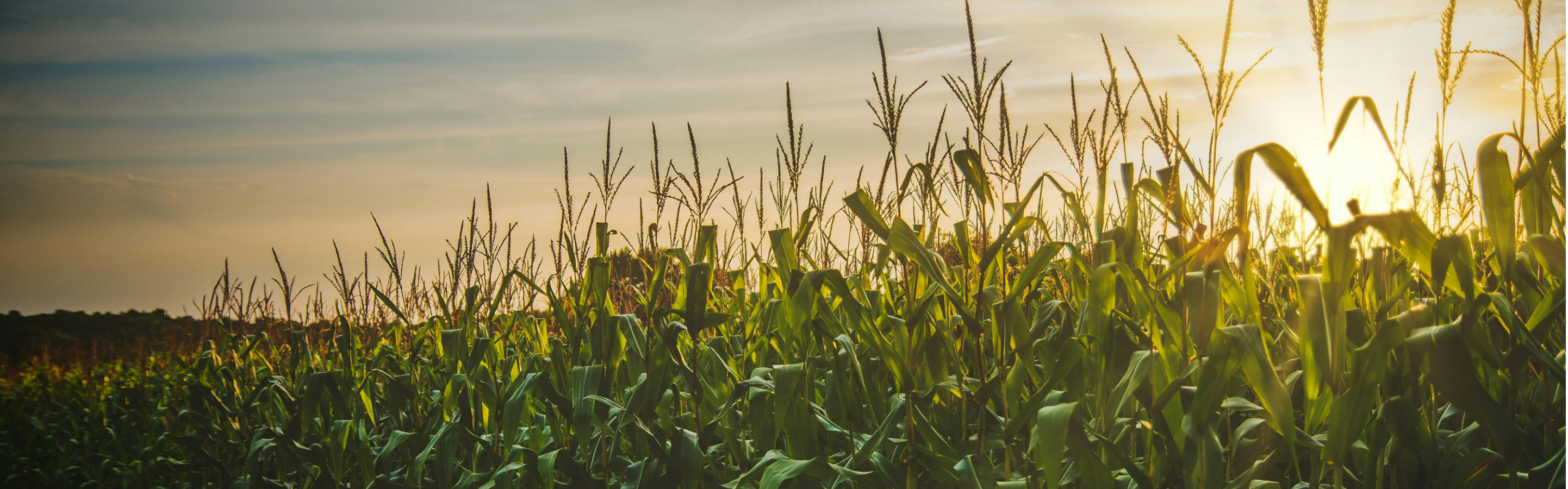 SmartStax® RIB Complete® Corn Trait | Bayer Crop Science Canada